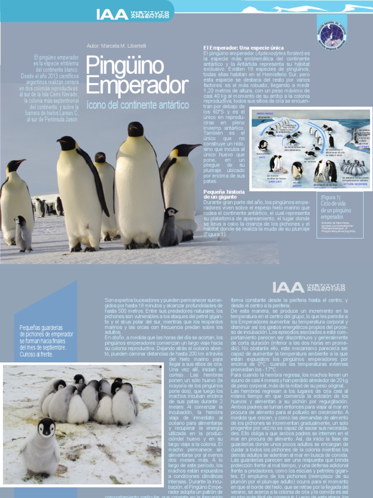 El impresionante ciclo de vida del pingüino emperador, la emblemática ...