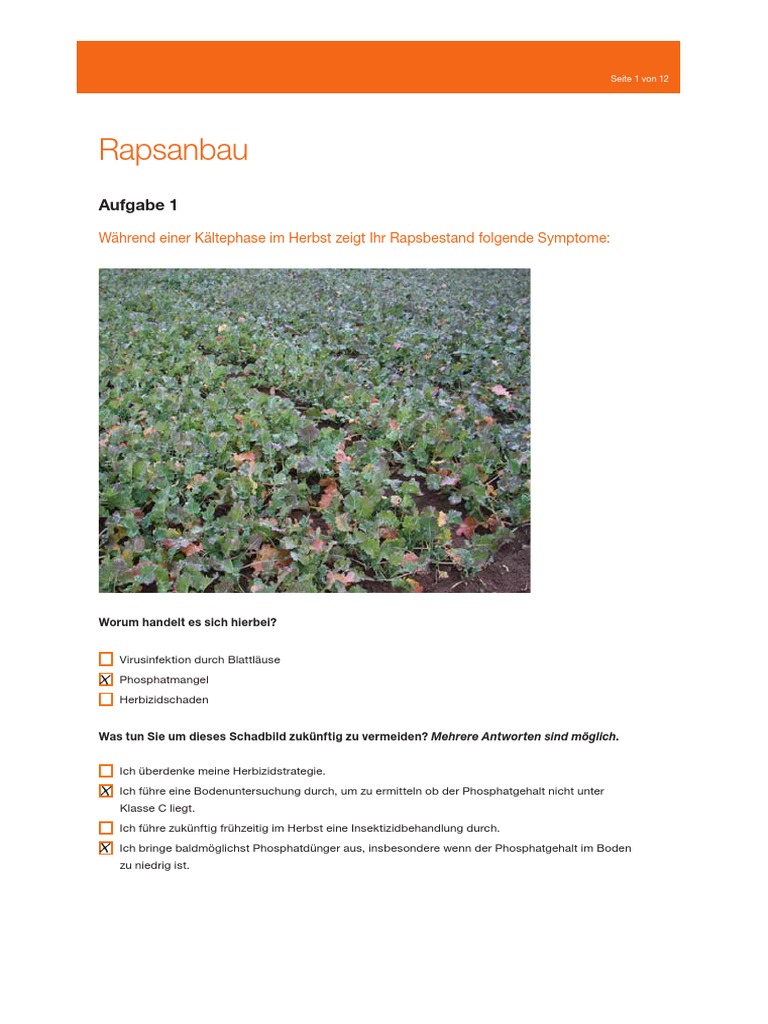 Arbeitsblatt Raps Mit Lösungen | PDF