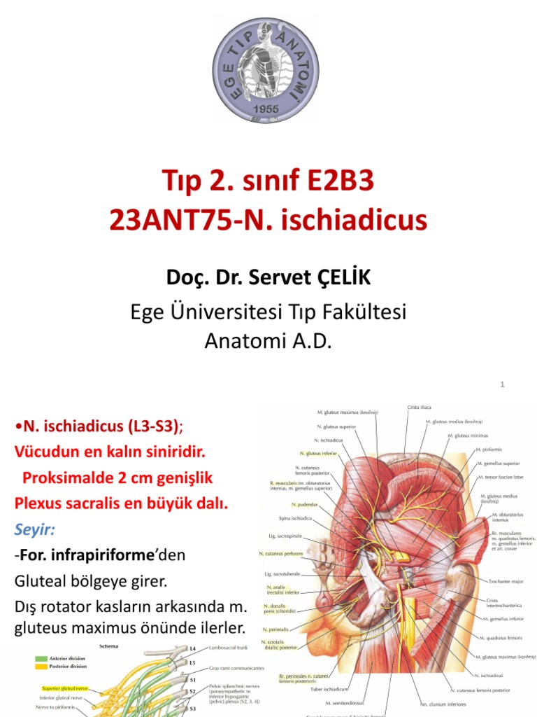 Tıp 2. Sınıf E2B3 23ANT75-N. Ischiadicus: Ege Üniversitesi Tıp ...