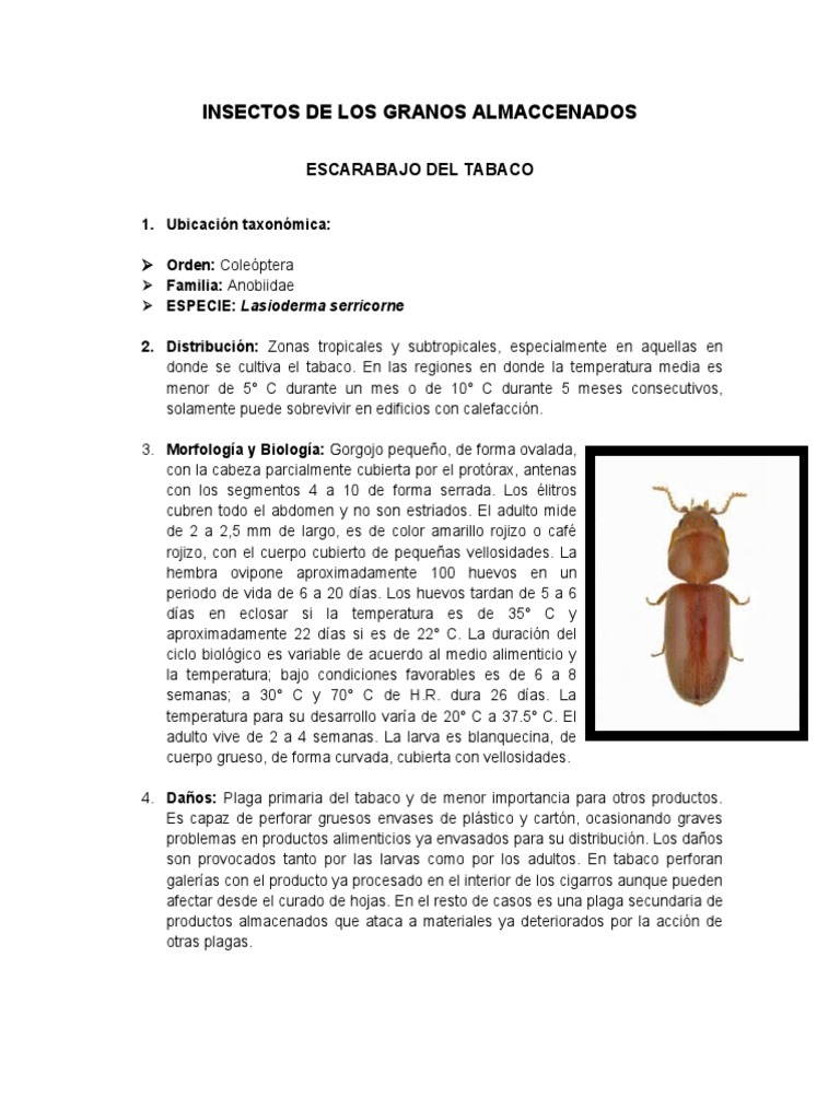 Granos Almacenados | PDF | Cereales | Insectos