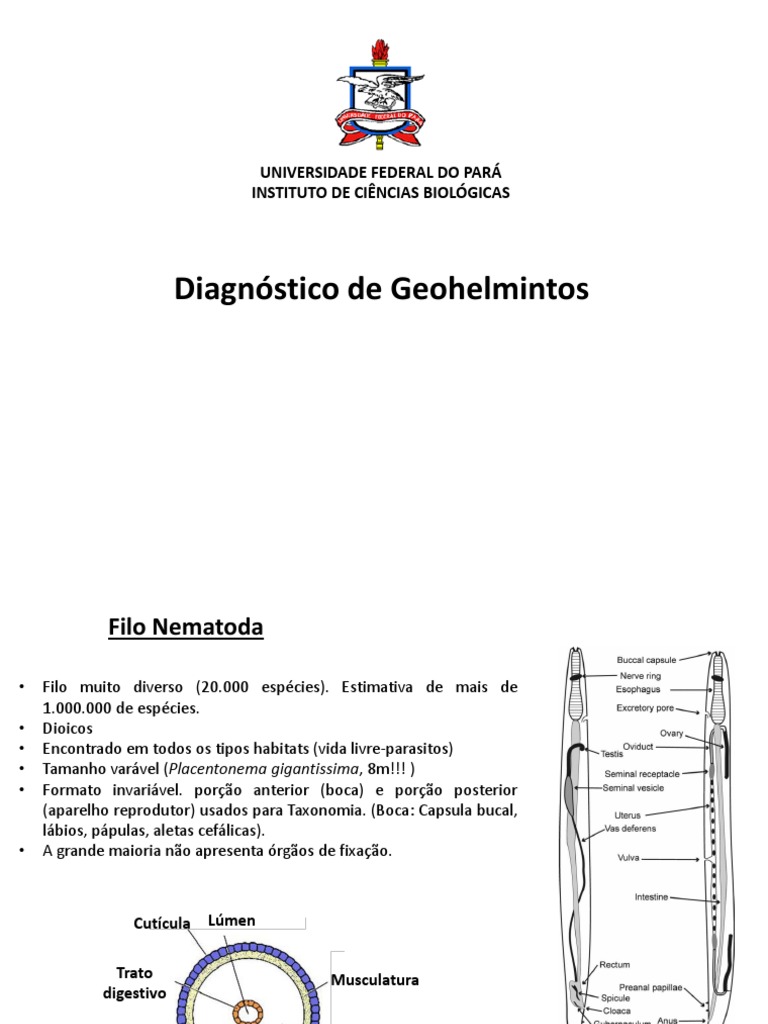 Aula 3 Geohelmintos e Técnicas de Flutuação | PDF | Especialidades ...