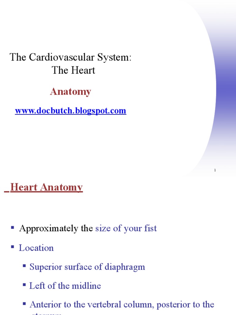 Cardiovascular System Anatomy and Physiology | PDF | Heart | Heart Valve