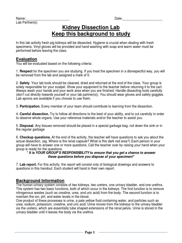 Kidney Dissection PDF Kidney Urine