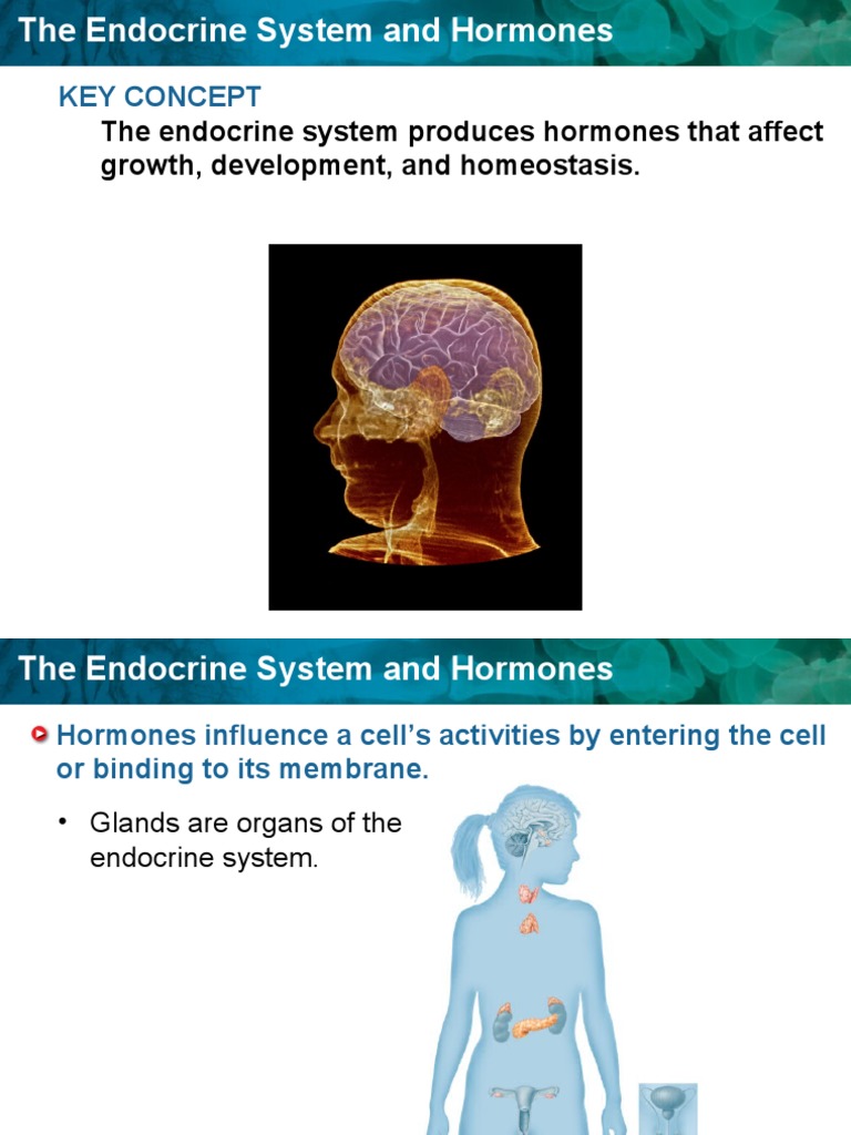 Endocrine System | PDF | Hormone | Endocrine System