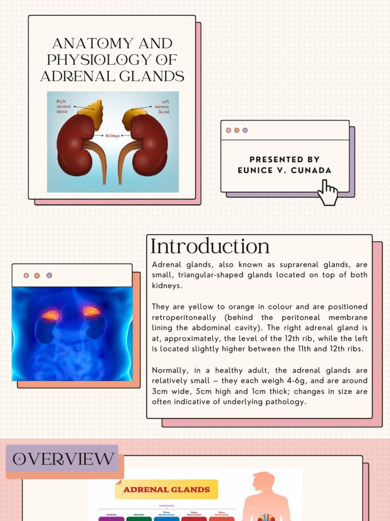 Anatomy and Physiology of Adrenal Glands | PDF | Adrenal Gland | Endocrine System