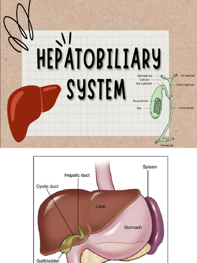 Hepatobiliary System | PDF | Pancreas | Gallbladder