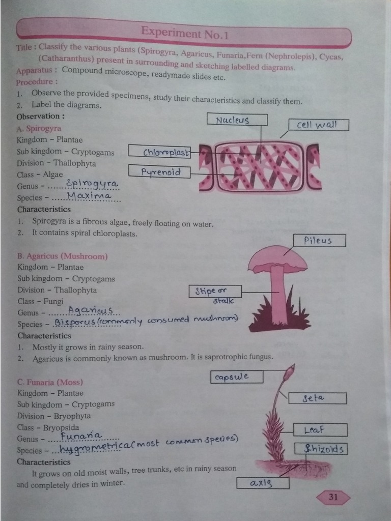 Science Journal Exp.1,2,5 | PDF