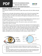 Human Eye Presentation | PDF | Human Eye | Cornea