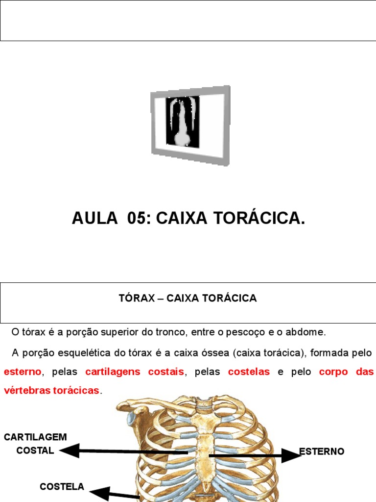 Aula 05 (Caixa Torácica) | PDF | Pulmão | Corpo humano