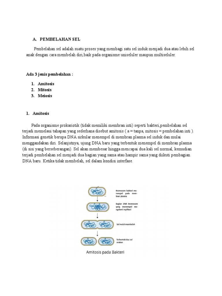 Pembelahan Sel KELOMPOK 5 | PDF