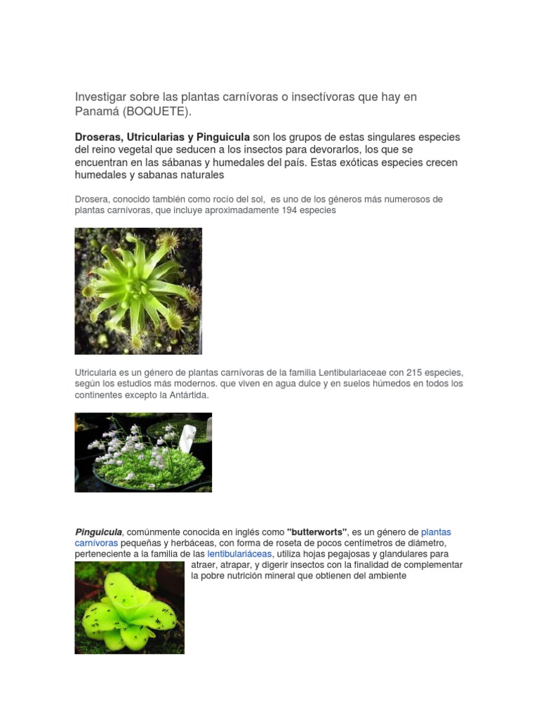 Investigar Sobre Las Plantas Carnívoras o Insectívoras Que Hay en ...