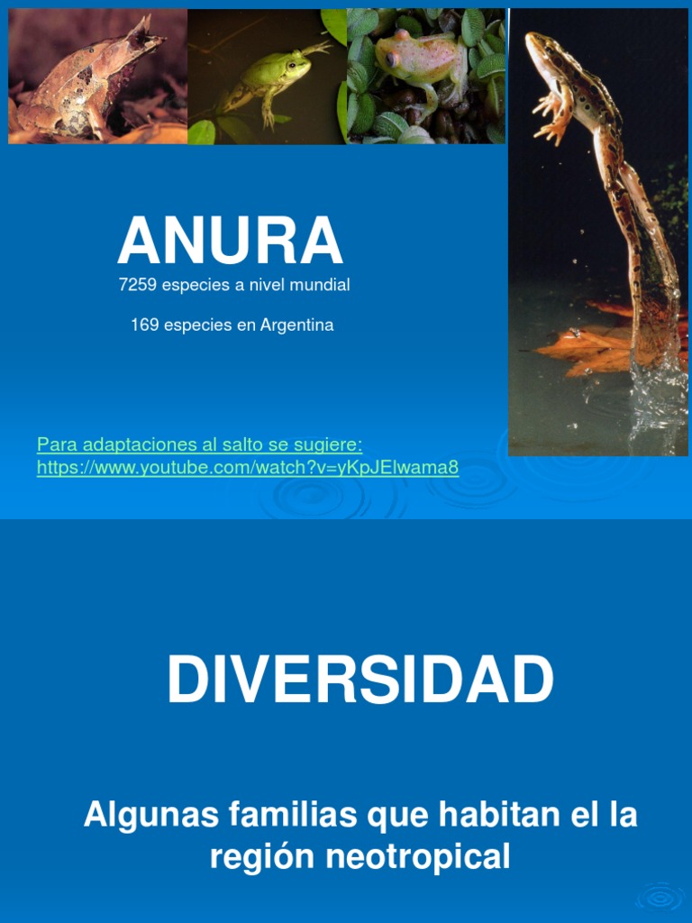 Imágenes. Diversidad Anura - Algunos Ejemplos de Familias Del ...