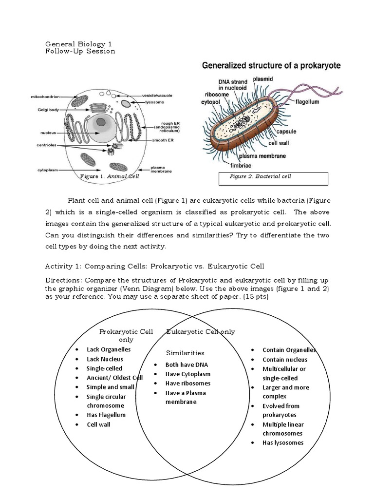 Gen Bio Act 1 Prokaryotic and Eukaryotic Cells | PDF | Cell (Biology ...
