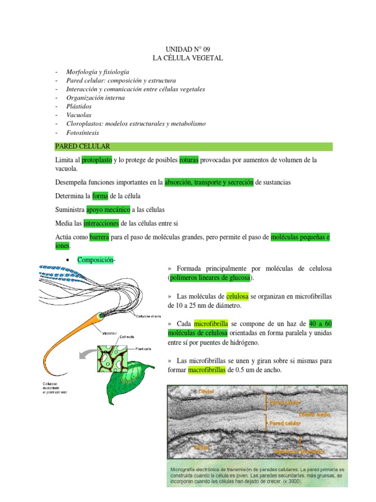 UNIDAD #09 - Célula Vegetal | PDF | Fotosíntesis | Cloroplasto