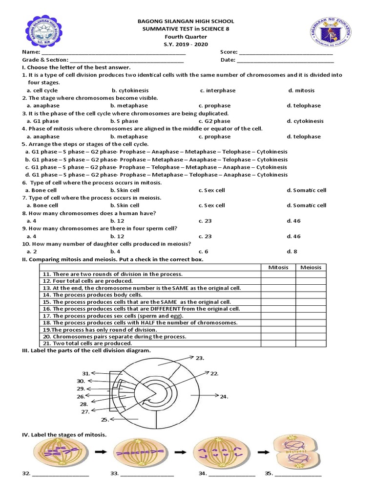 Summative Test In Cell Pdf Mitosis Biology