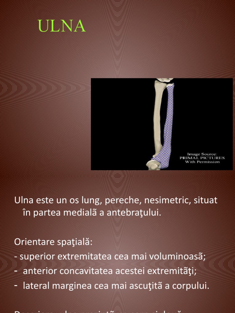 Ulna | PDF