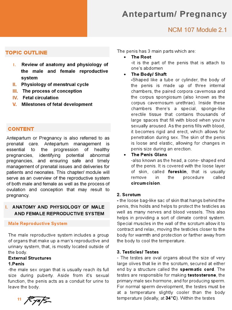 MODULE 2.1 Antepartum - Pregnancy NURSING NOTES | PDF | Menstrual Cycle ...