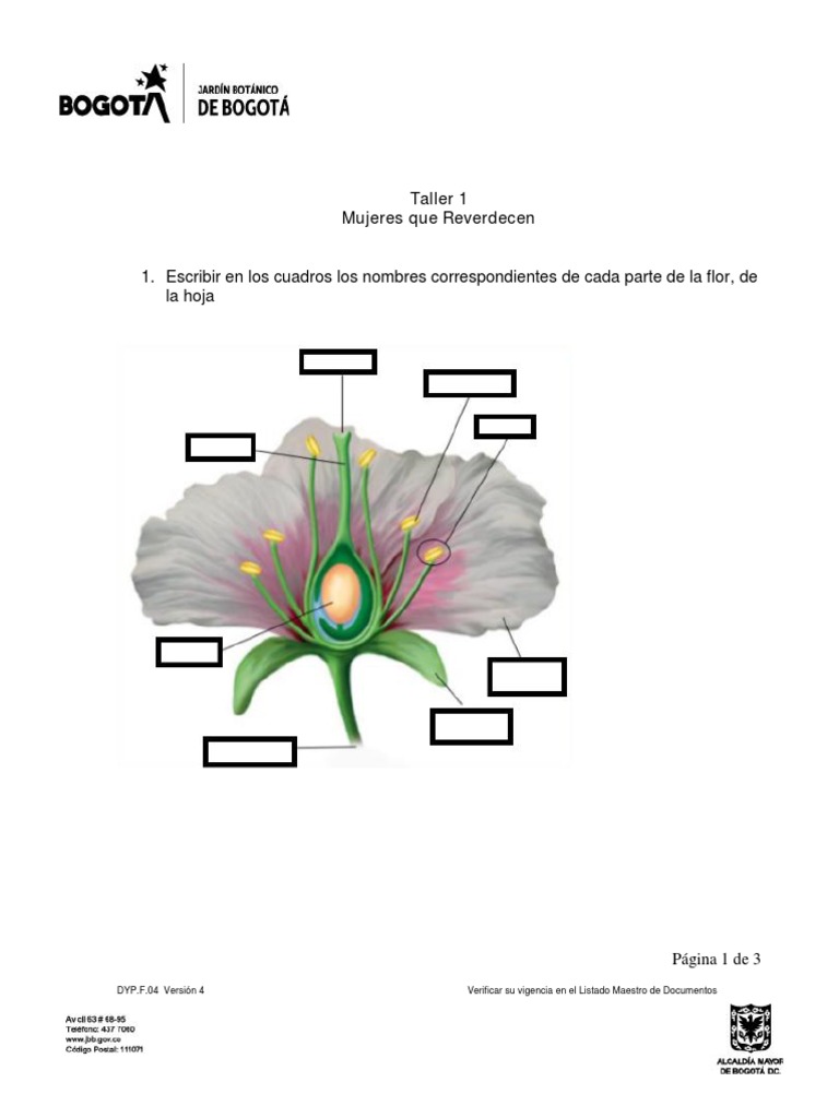 Taller Partes de Las Plantas | PDF
