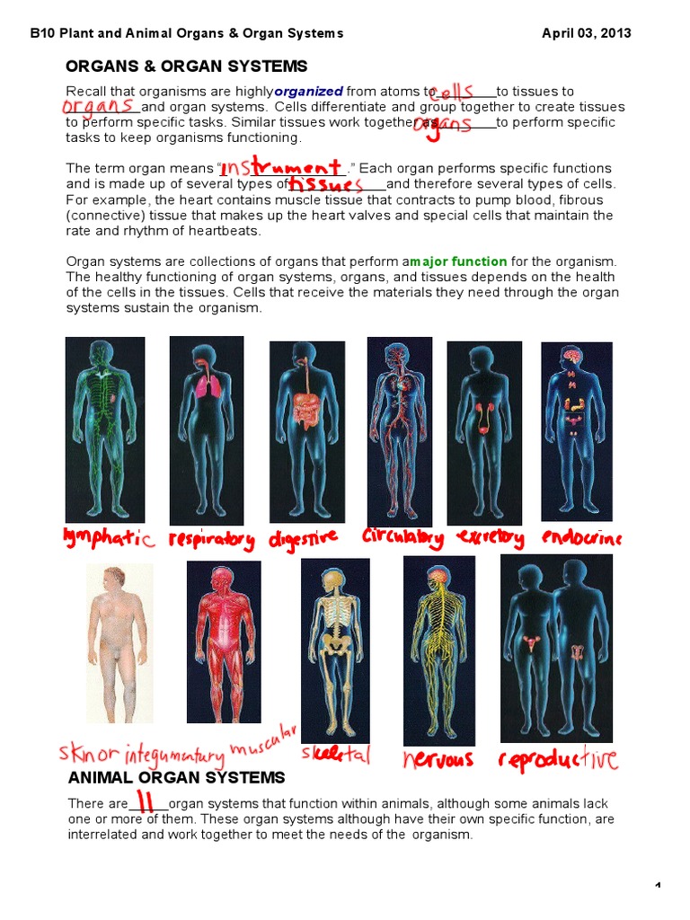 Plant and Animal Organ Systems Overview | PDF | Root | Plant Stem