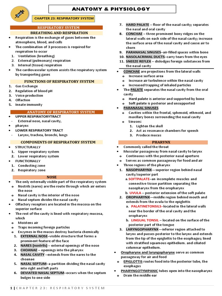 Anaphy - Chapter 23 - Respiratory System | PDF | Respiratory Tract | Lung