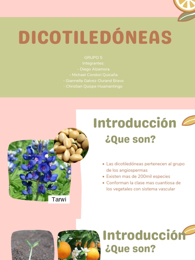 Plantas Dicotiledóneas y Medicinales del Perú | PDF | Plantas | Botánica