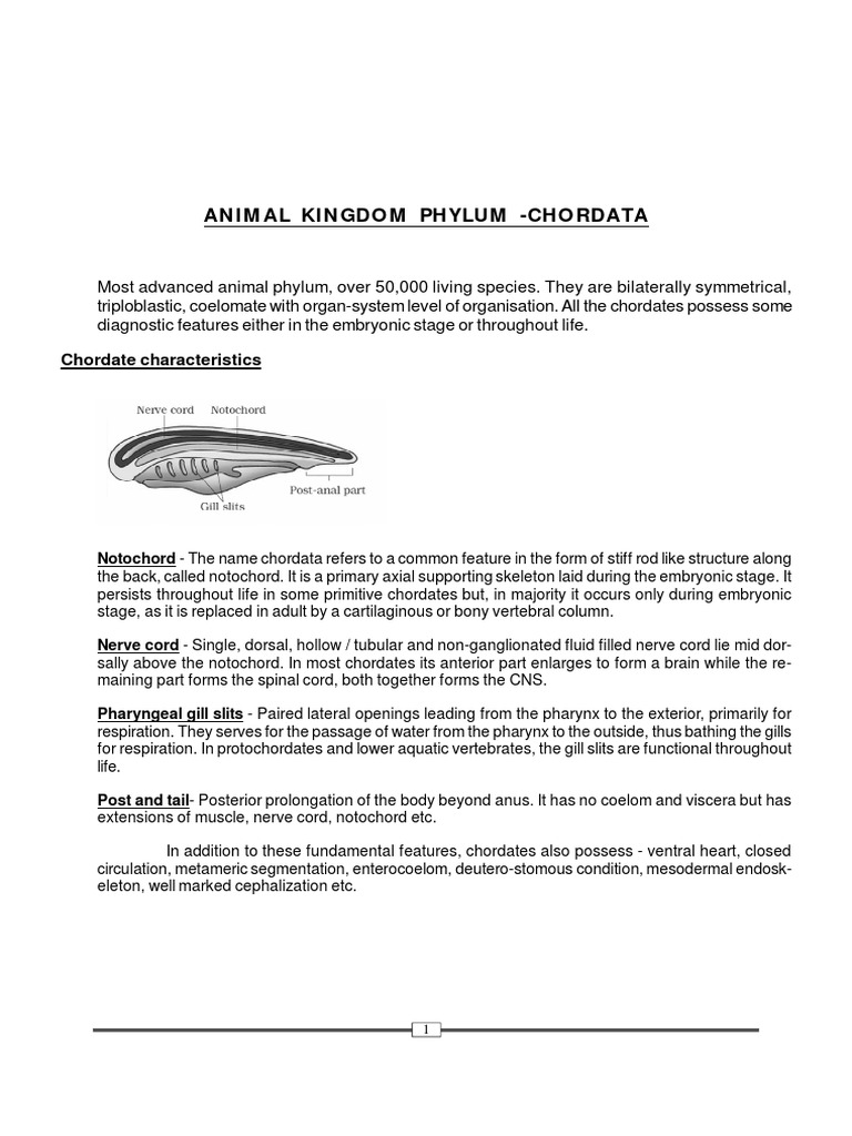 Animal Kingdom Phylum - Chordata | PDF | Amphibian | Fish
