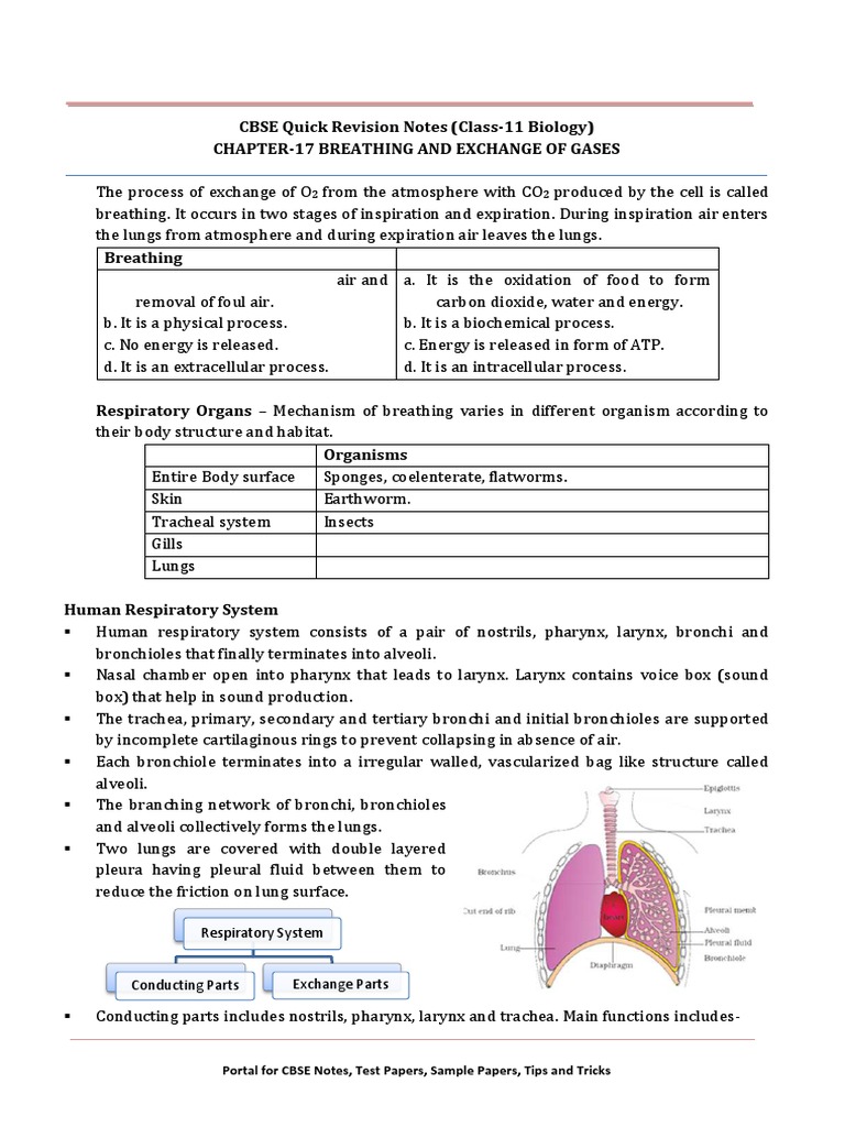 CBSE Quick Revision Notes on Breathing and Exchange of Gases | PDF ...