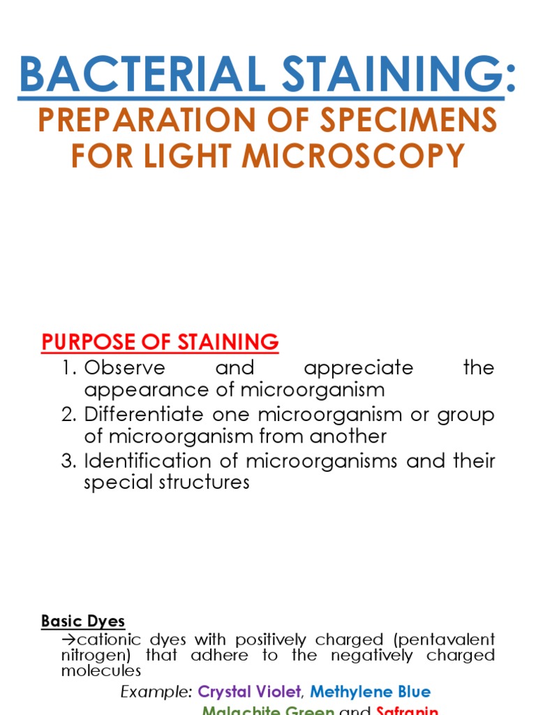 7 Staining | PDF | Staining | Gram Positive Bacteria