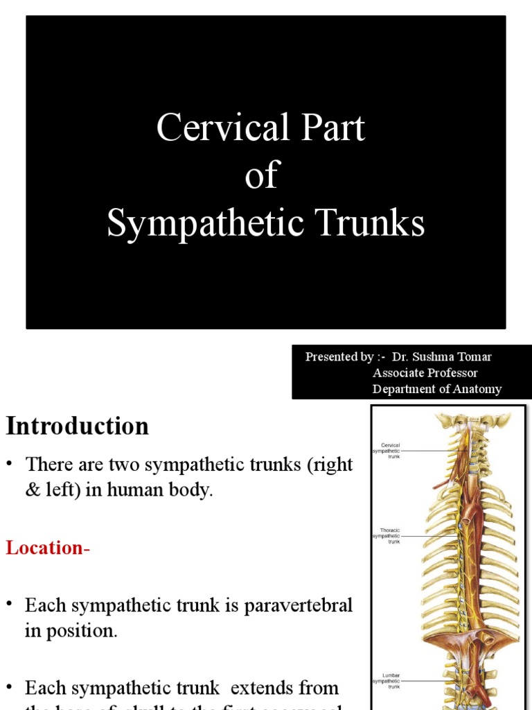 Anatomy of Cervical Sympathetic Trunks | PDF | Vertebral Column ...