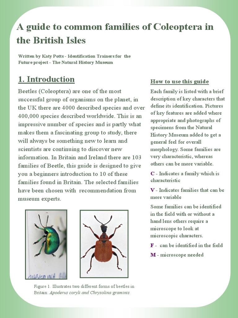 Common Beetle Families in the UK | PDF | Beetle | Hexapoda