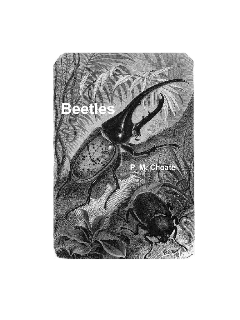 Intoduction To The Identification of Beetles | PDF | Beetle | Arthropods