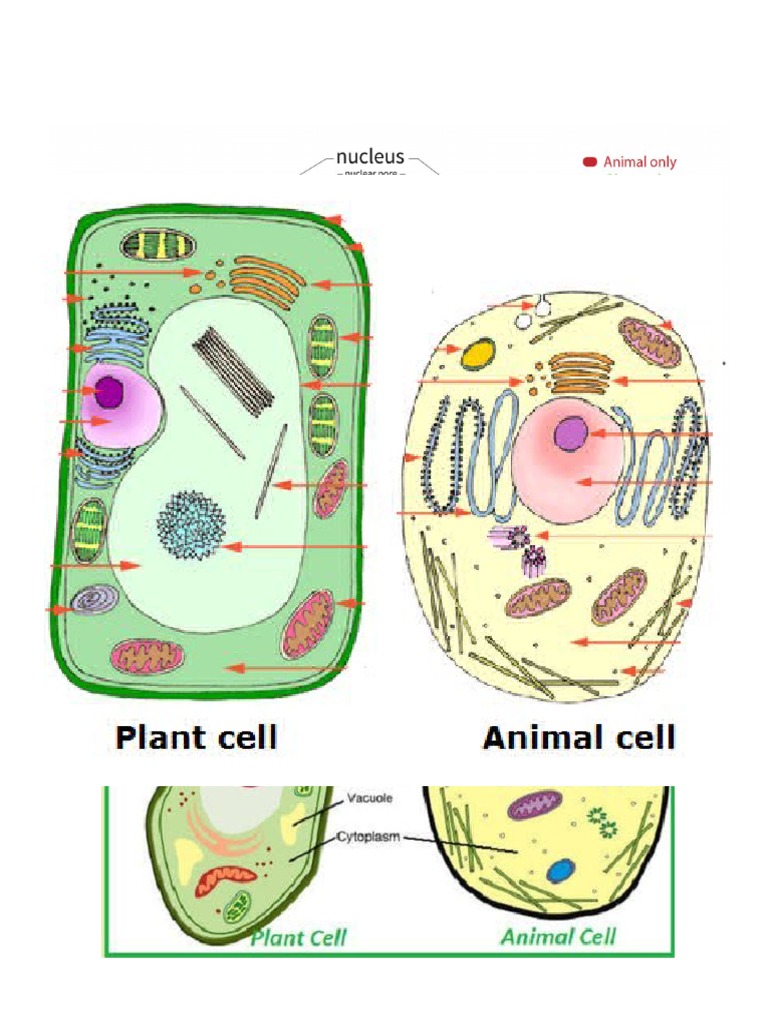Animal and Plant Cell | PDF