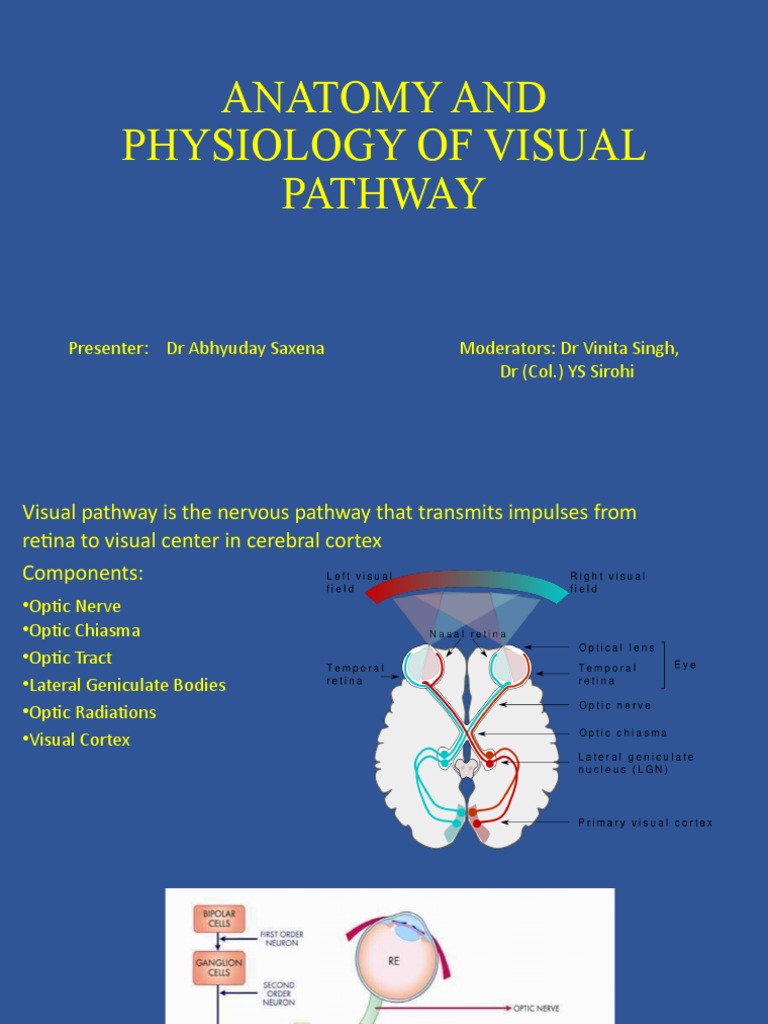 Visual Pathway Anatomy and Physiology | PDF | Visual System | Retina