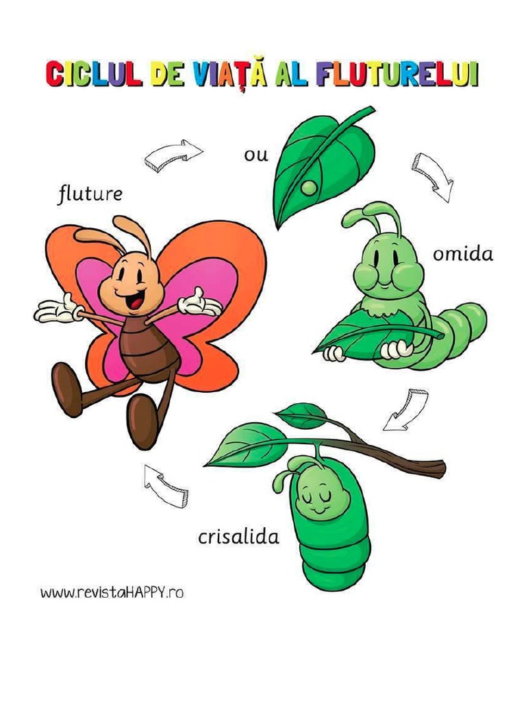 Ciclul de Viata Al Fluturelui | PDF