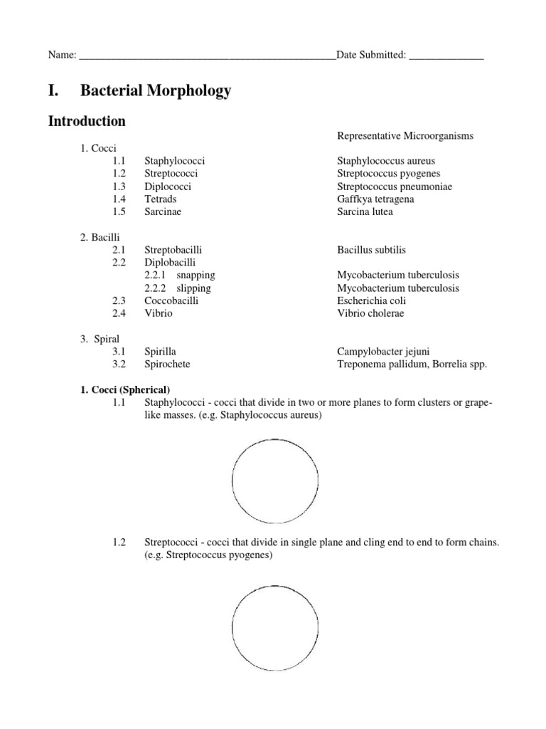 Bacterial Morphology and Structures | PDF | Bacteria | Bacillus