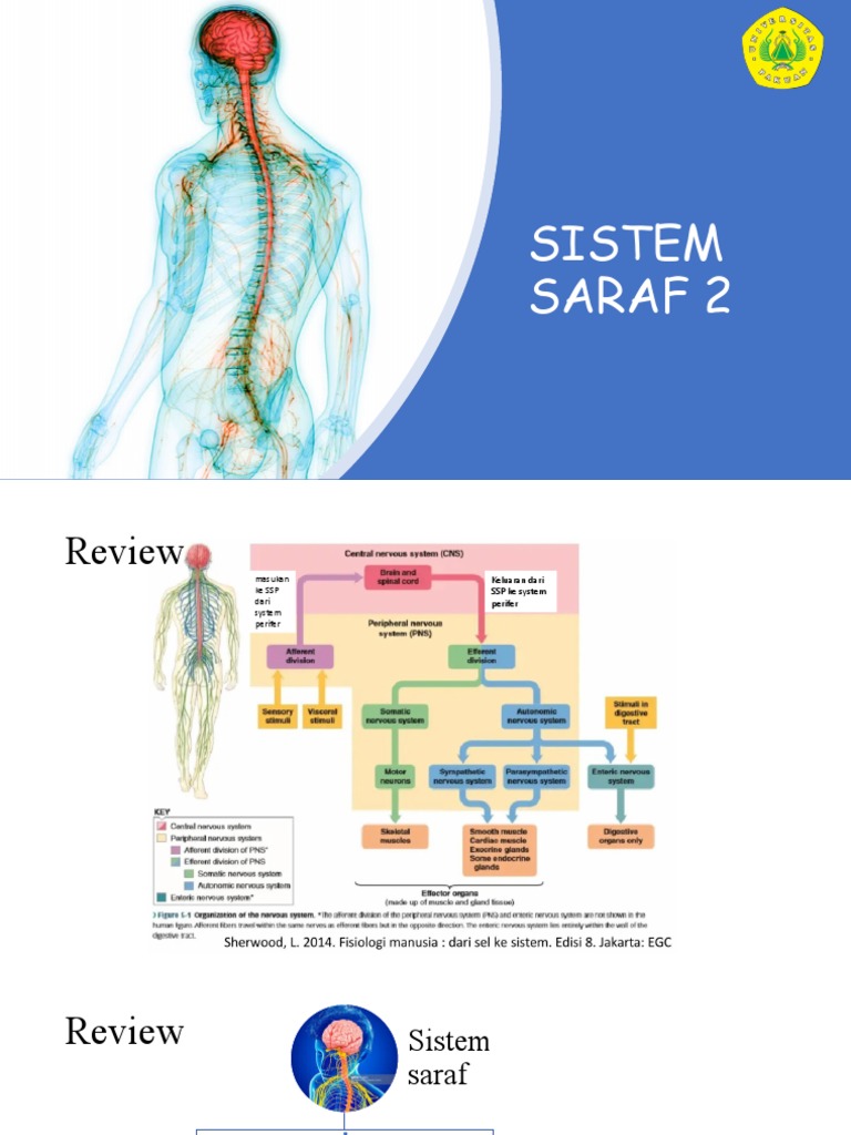 Sistem Saraf: Aferen dan Eferen | PDF