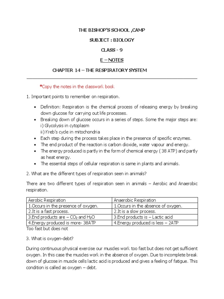 Understanding the Mechanisms of Respiration: An Analysis of the ...