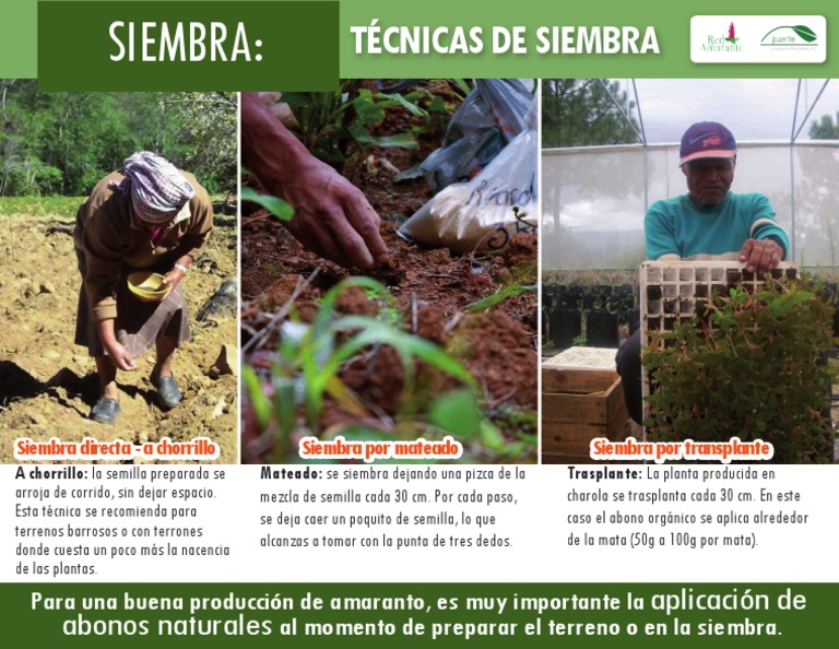 Técnicas de Siembra de Amaranto | PDF | Ciencia y matemáticas | Tecnología
