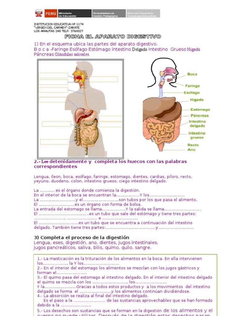 Ficha Aplicacion Aparato Digestivo | PDF | Sistema digestivo humano ...