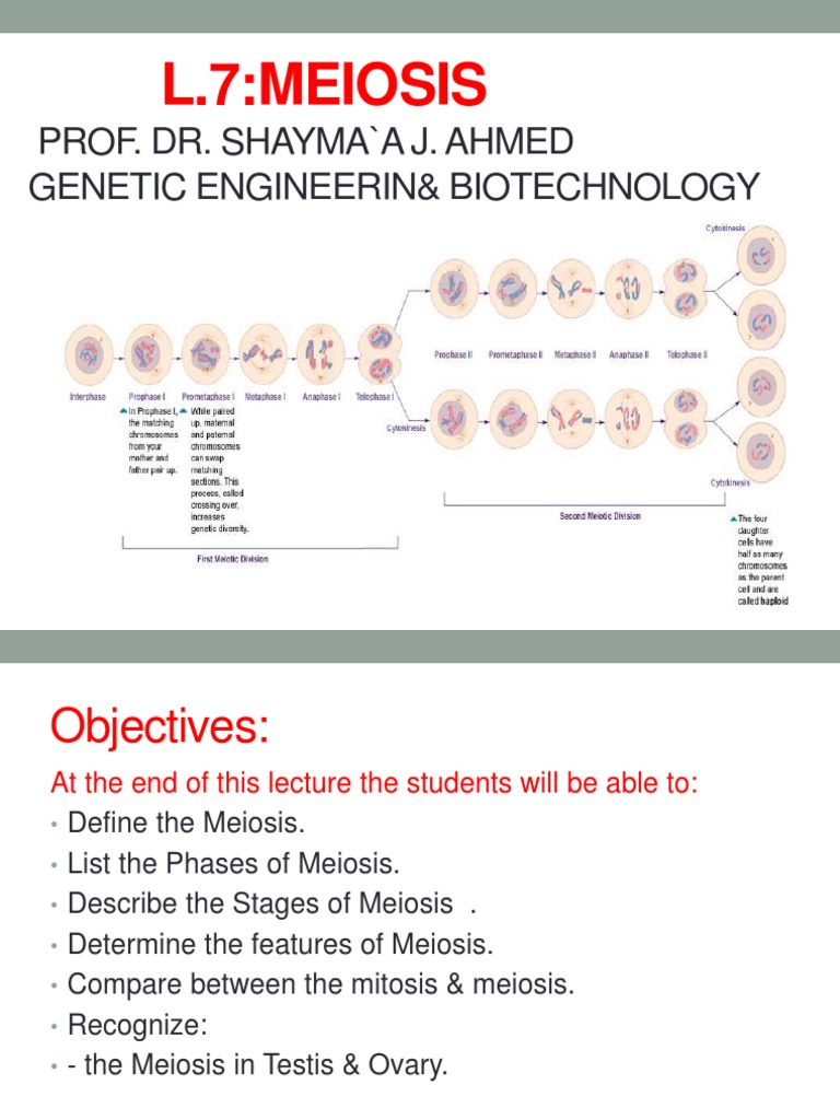 L7 - Meiosis | PDF | Meiosis | Mitosis