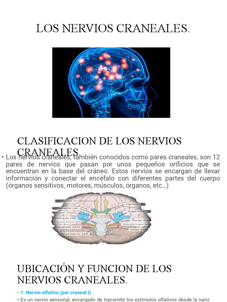 Clasificación y funciones de los nervios craneales | PDF | Nervio vago ...