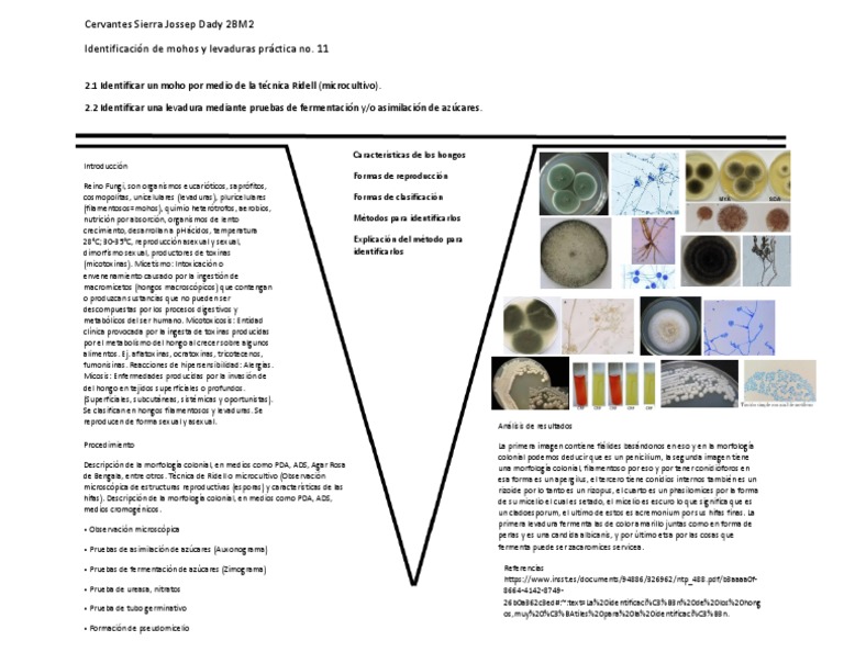 UVE Identificación de Mohos y Levaduras | PDF | Hongo | Levadura