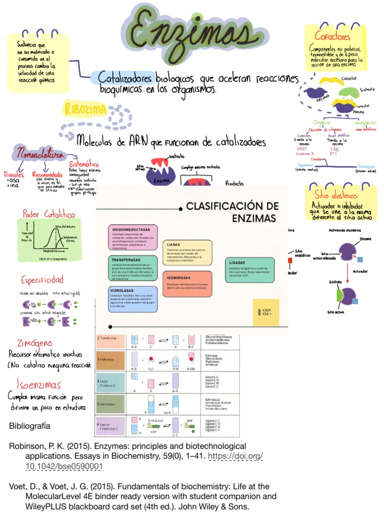 Enzimas | PDF | Cofactor (Bioquímica) | Enzima