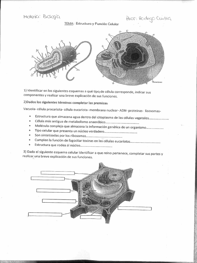Estructura y Funcion Celular Prof, Rodrigo Cintia | PDF