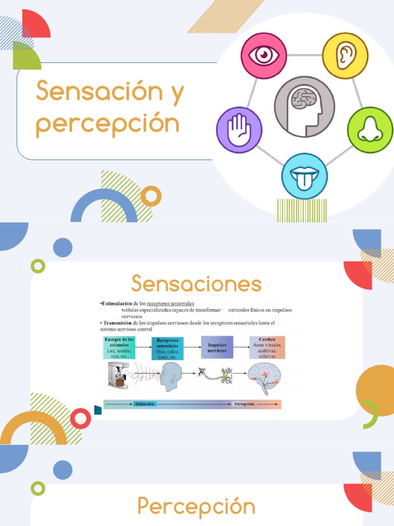 Sensaciones y percepción: Una introducción a los sentidos humanos | PDF | Percepción | Neurociencia