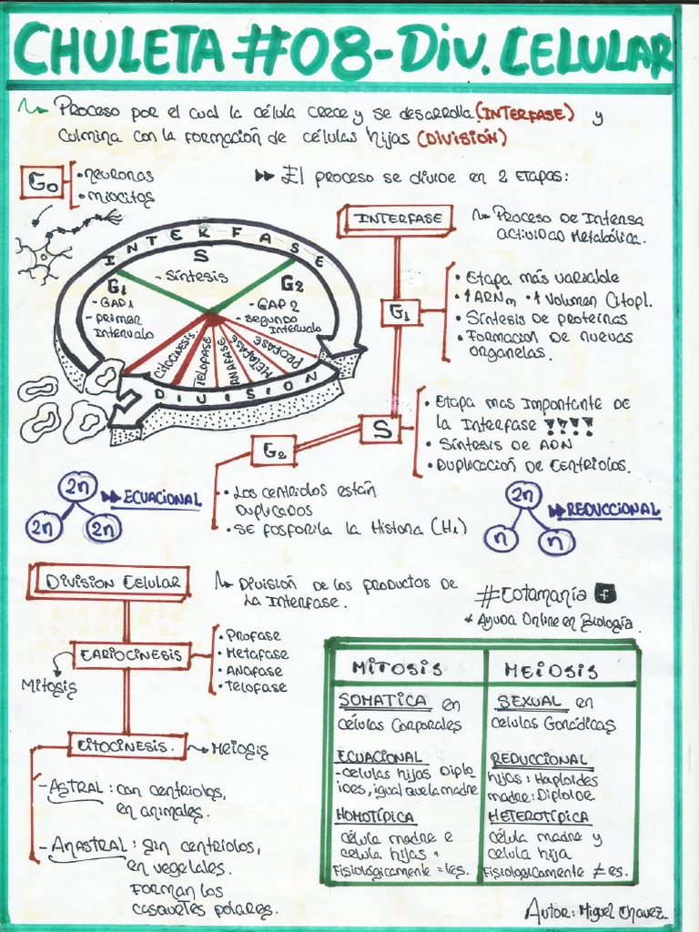 Chuleta Ciclo Celular | PDF