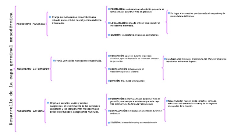 Capa Germinal Mesodérmica | PDF | Reproducción | Anatomía