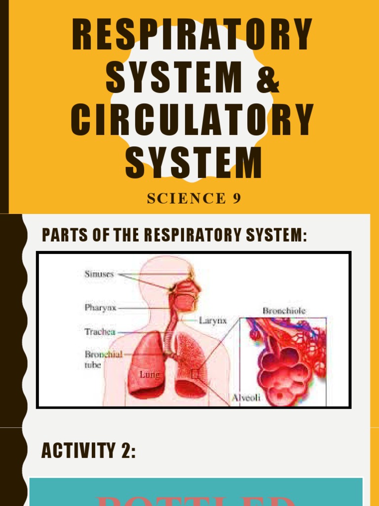 Activity 2 - Bottled Balloons | PDF | Lung | Balloon