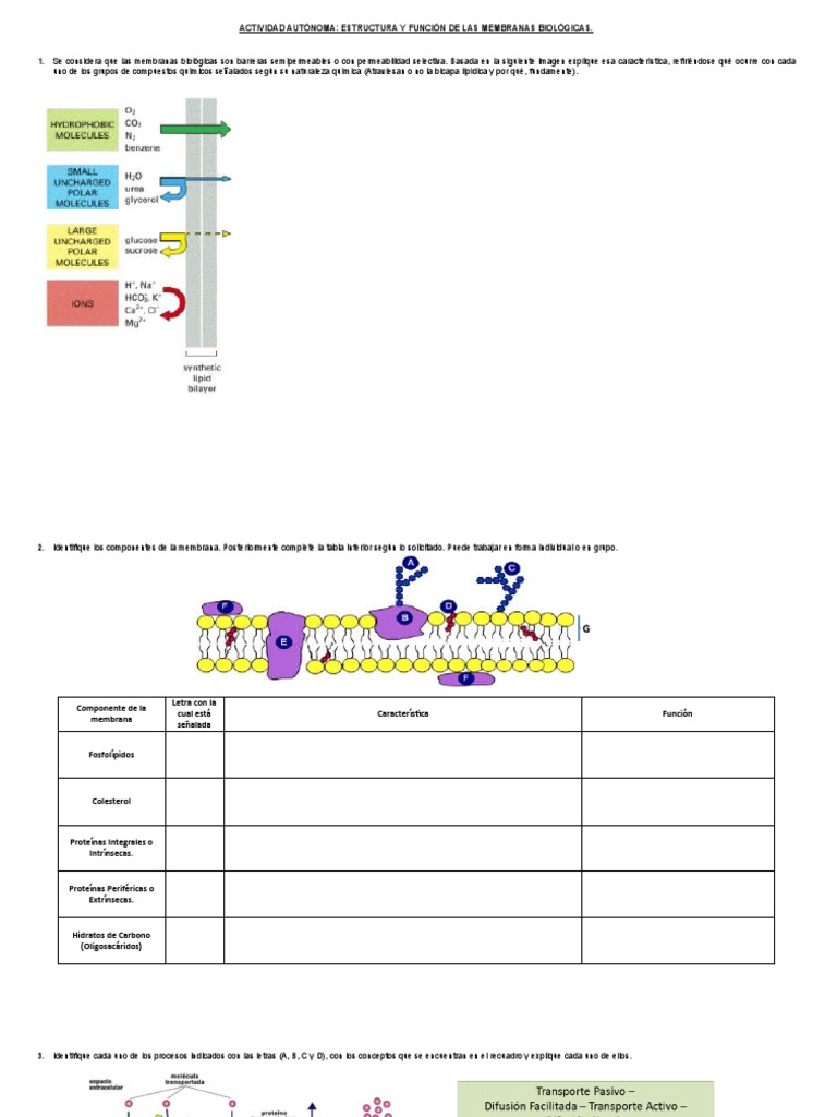 Actividad Autónoma (Estructura y Función de Las Membranas Biológicas) | PDF