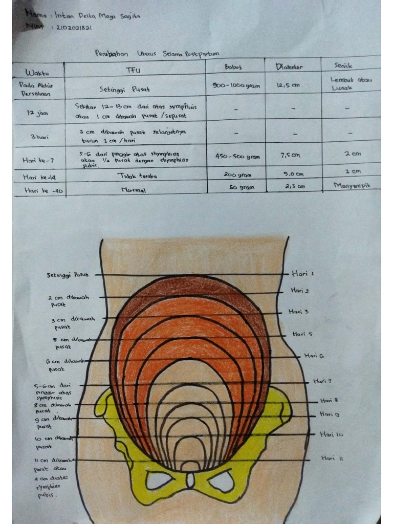 PERUBAHAN INVOLUSI UTERI INTAN DELTA | PDF